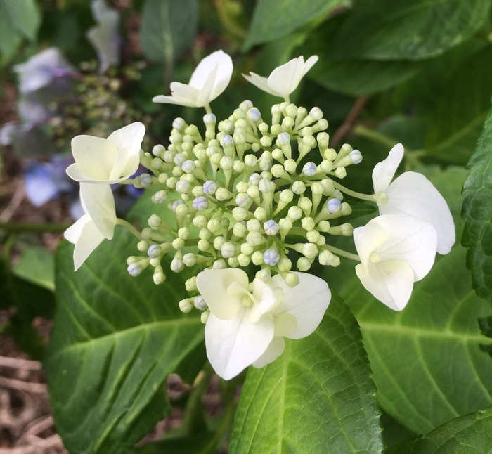 Hydrangea macrophylla 'White Wave' :: Associazione Vivaio - Castel San Pietro